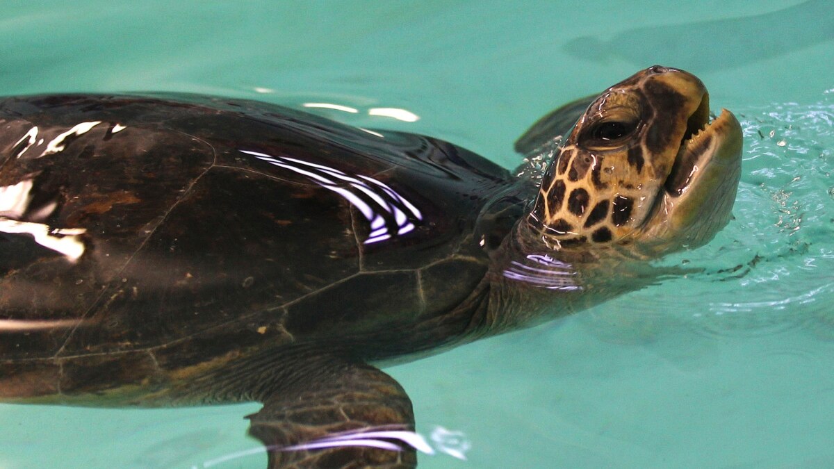 Climate Change Affecting Gender of Endangered Green Sea Turtles