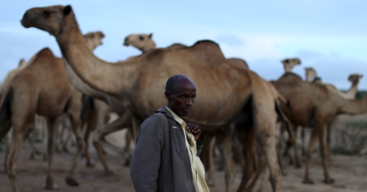 Al-Shabab Seizes Somali Herders' Livestock
