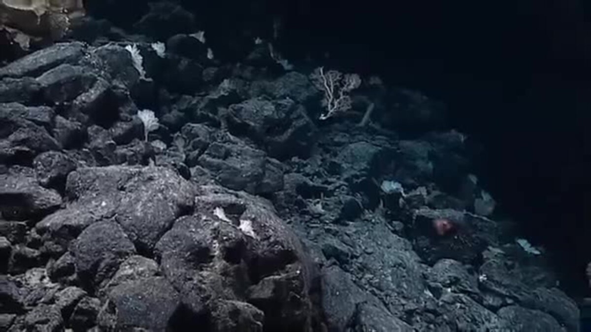 Watch as NOAA scientists discover the largest sponge ever found