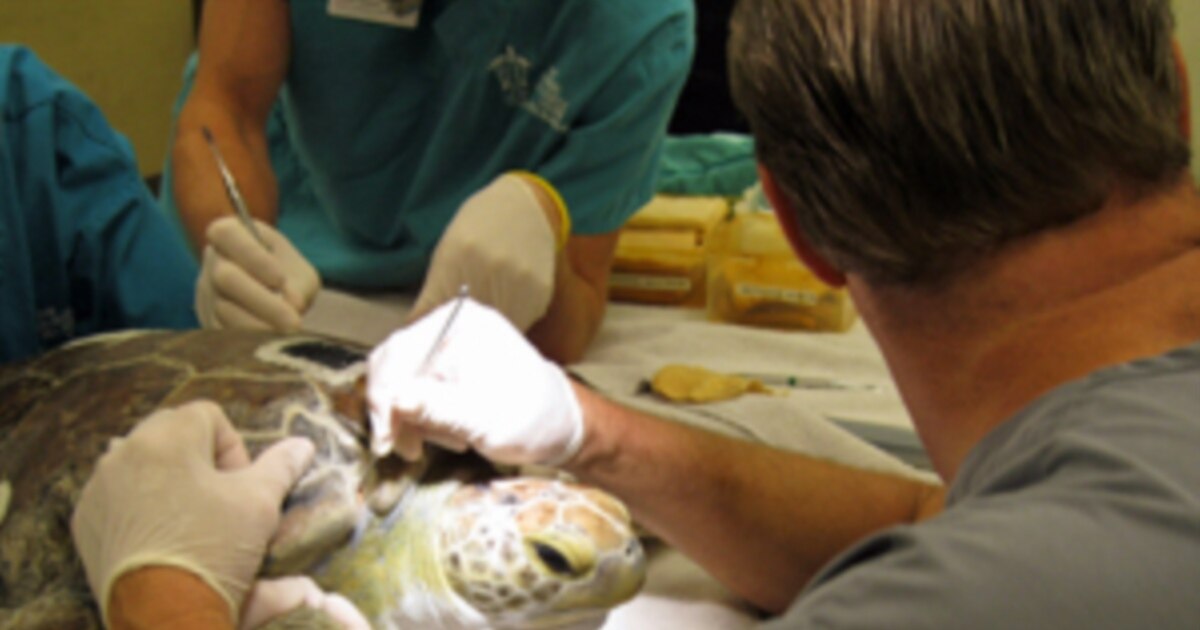 Trauma Center Treats Sea Turtles