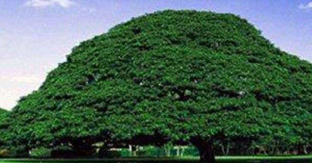 Oromiyaatti karaa fi waltajjii maquma Oromoon duruu baafattetti ...