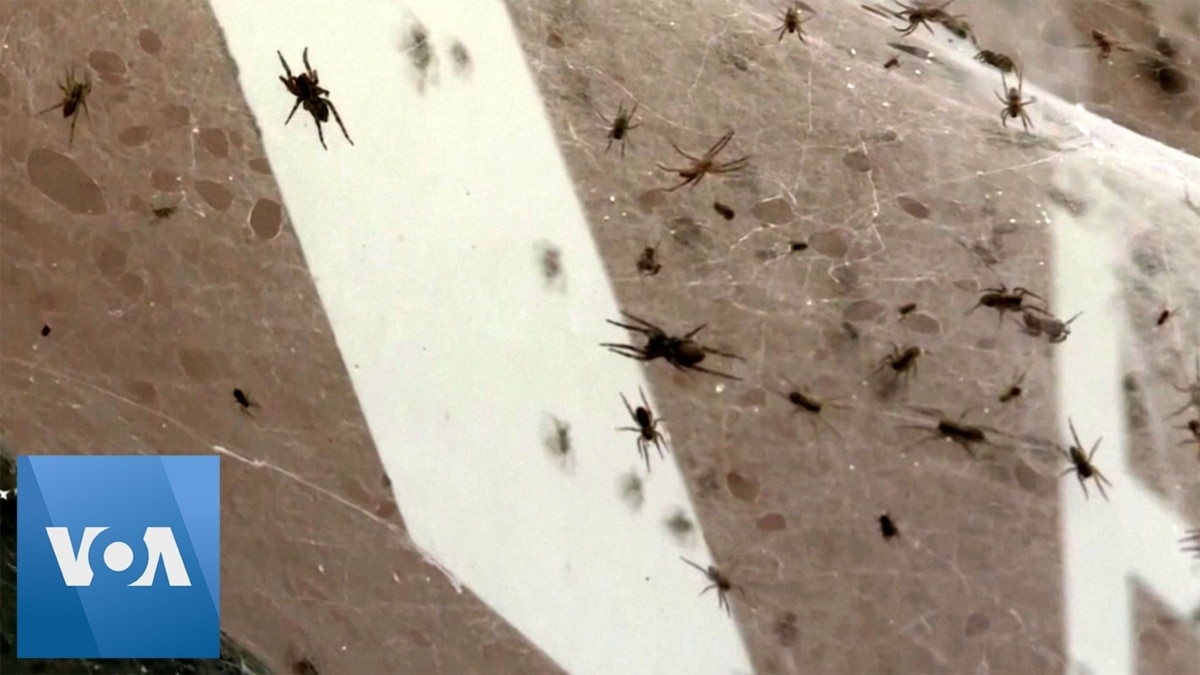 Spiders Swarm to High Ground Following Flooding in Australia