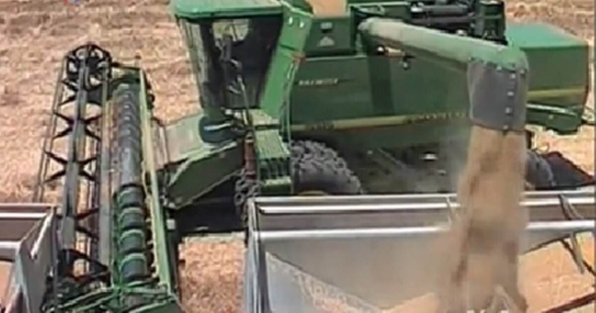 Chinese Rejection of Some GMO Corn Worries US Farmers