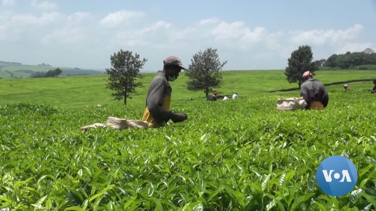 Job Losses Loom in Kenya's Tea Industry as Workers Compete with Machines