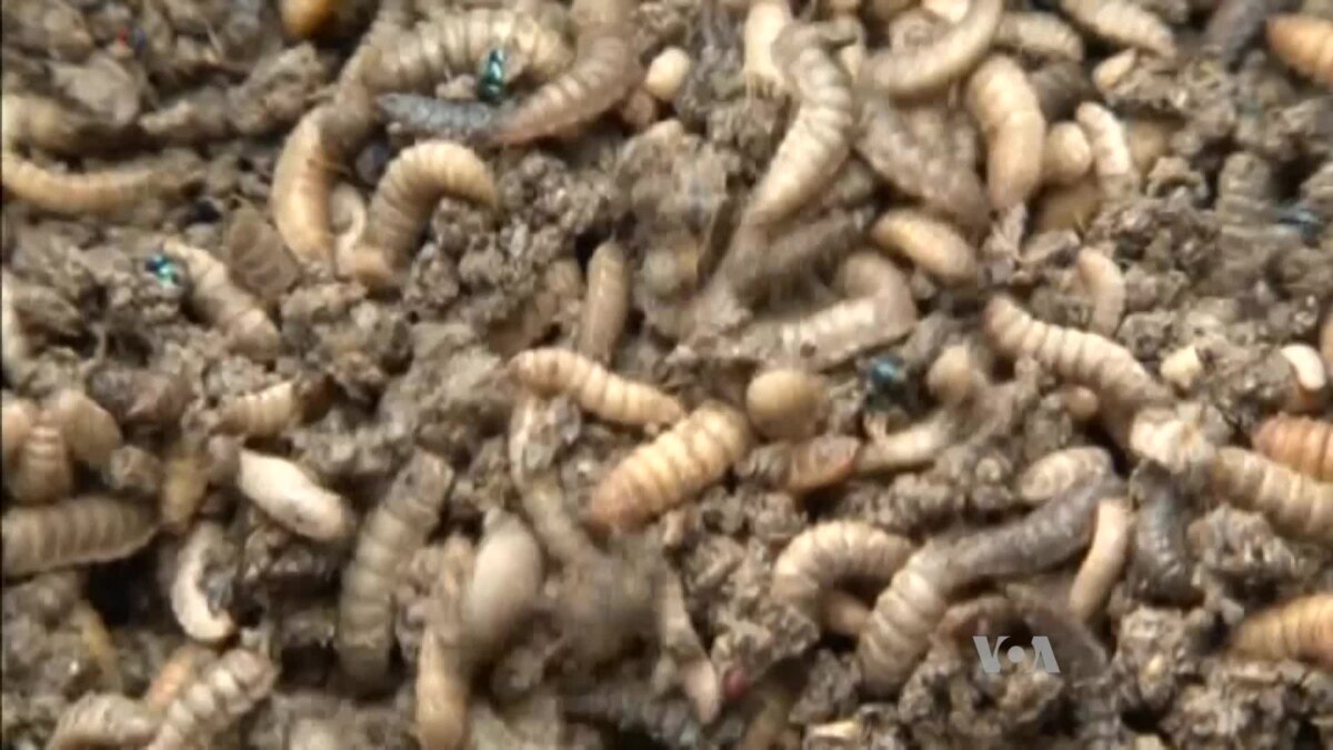 Insectos como alimento de ganado