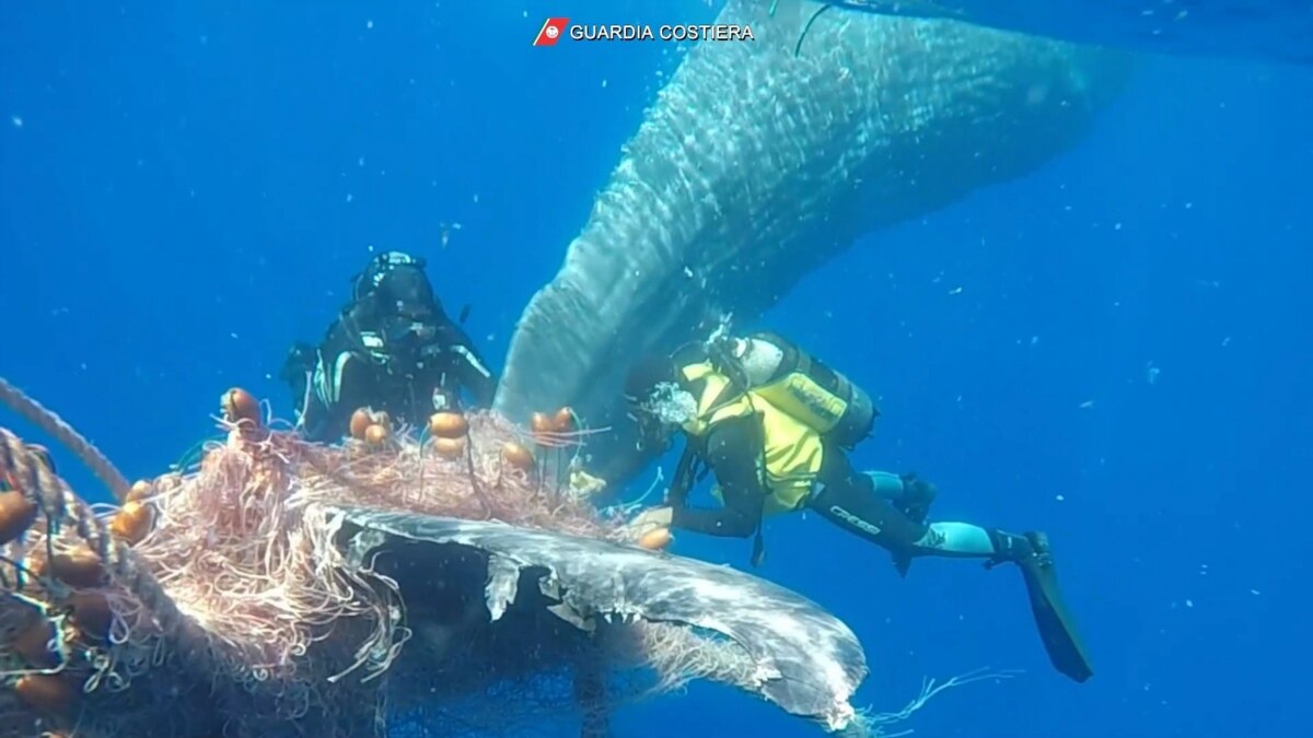 Worldwide Slowdown In Fishing Unlikely To Save Rare Species worldwide-slowdown-in-fishing-unlikely-to-save-rare-species