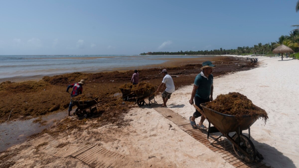 Belize to Launch Project to Make Biofuel From Seaweed Clogging Coasts