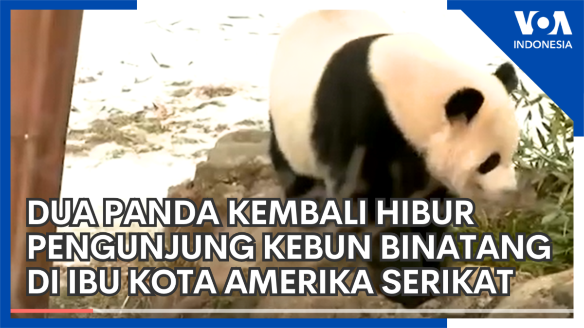 Dua Panda Kembali Menghibur Pengunjung Kebun Binatang di Ibu Kota ...