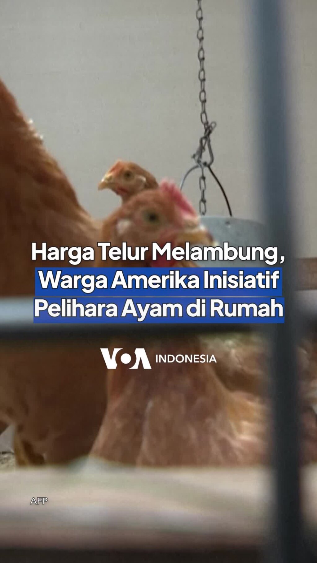Harga Telur Melambung, Warga Amerika Inisiatif Pelihara Ayam di Rumah