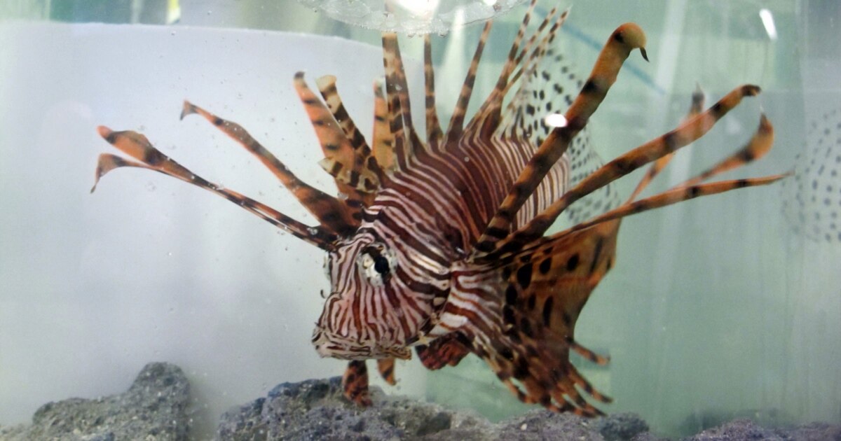 Underwater Robot to Hunt Lionfish to Help Protect Coral Reefs