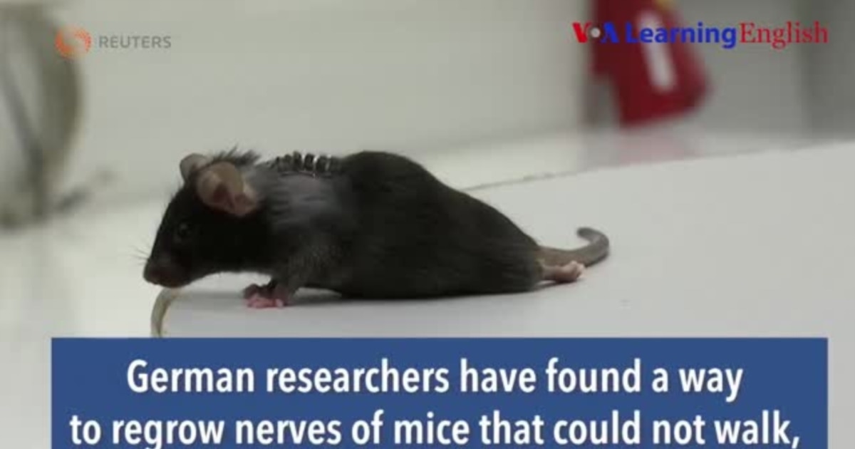 German Scientists Make Mice Walk Again
