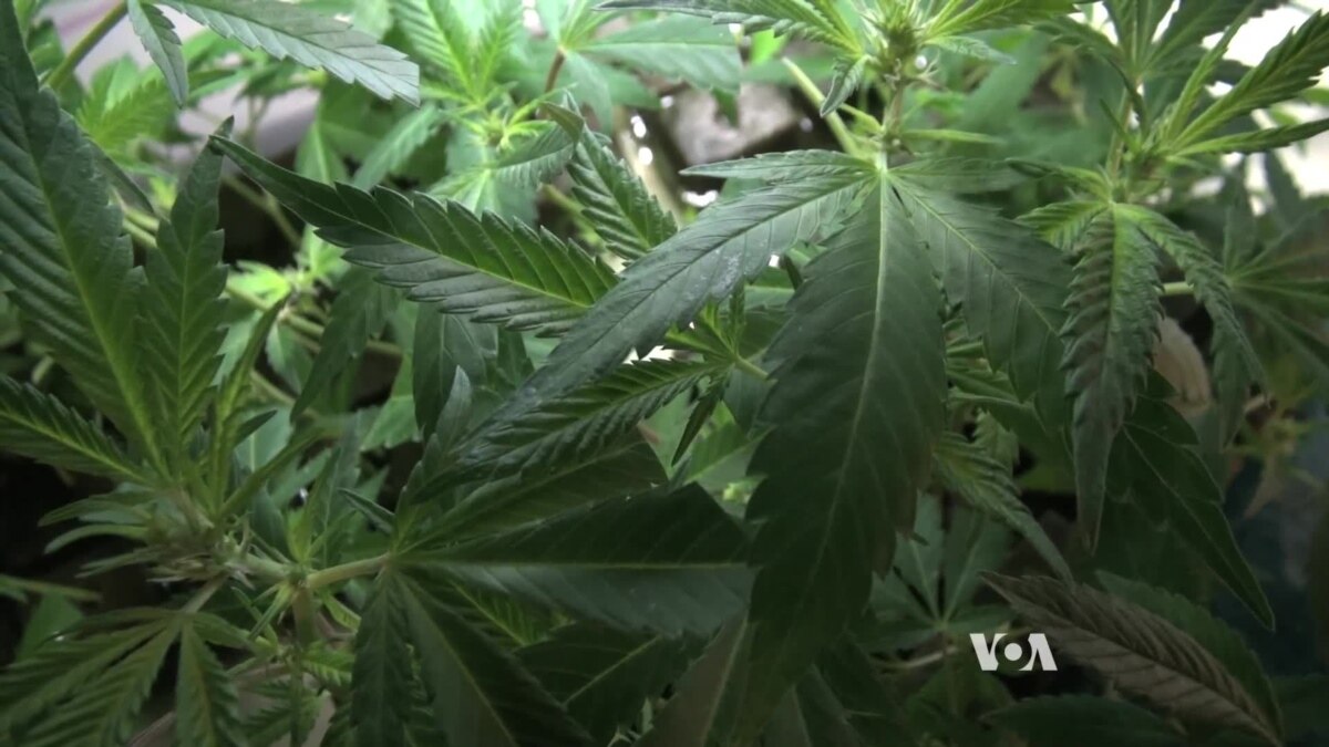 Washington DC Has First Marijuana Seed Exchange