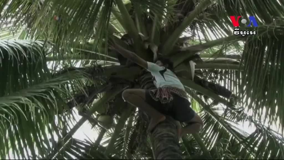 Coco Khmer ជួយ ស្ត្រីខ្មែរ ក្រីក្រ រកប្រាក់ ចំណូល ពីការកែច្នៃផ្លែ ដូង