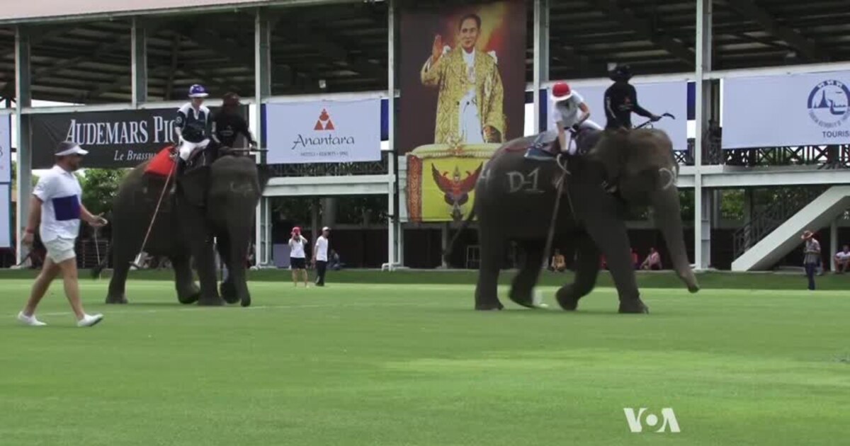 Elephants Play Polo to Raise Money for Elephants