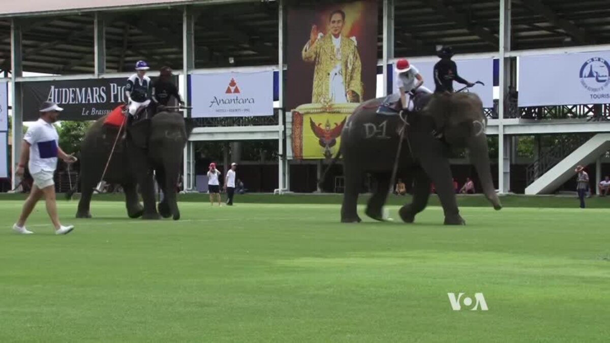Pachyderms Play Polo to Raise Money for Elephants