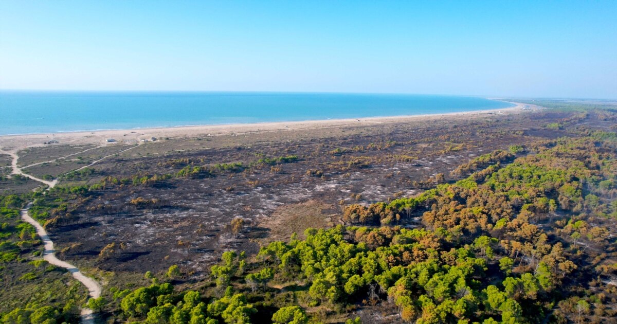 2024 shënoi dëmet më të mëdha të dekadës së fundit nga zjarret në pyje ...