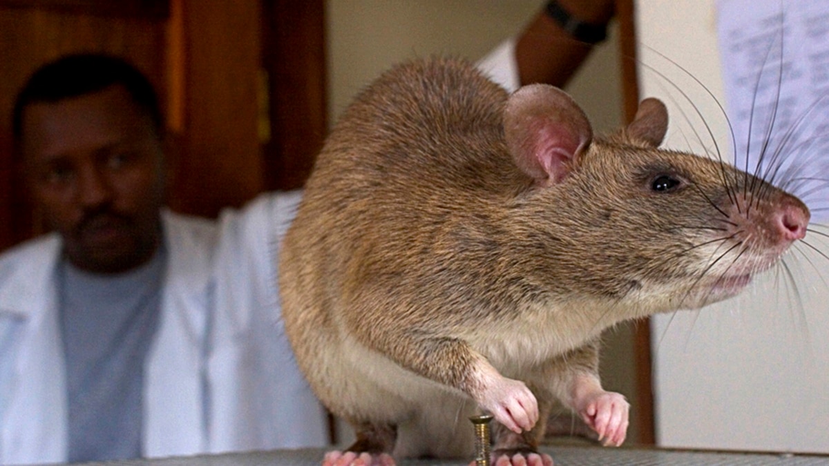 Could Giant Rats Help Fight Tuberculosis in Major Cities?