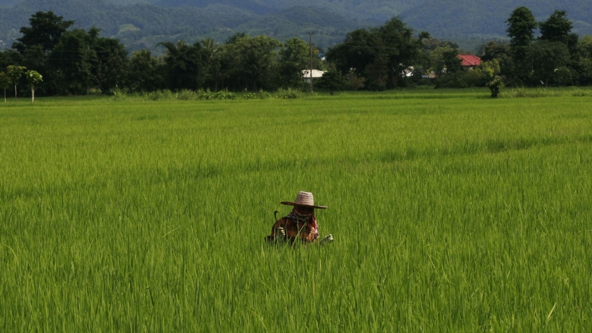 Asian Development Bank Calls for End to Rice Subsidies