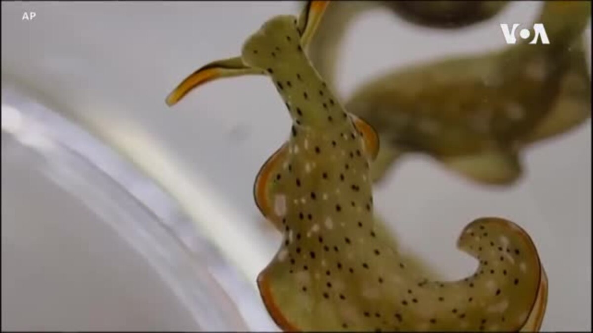 Japan Sea Slug FOR USAGM