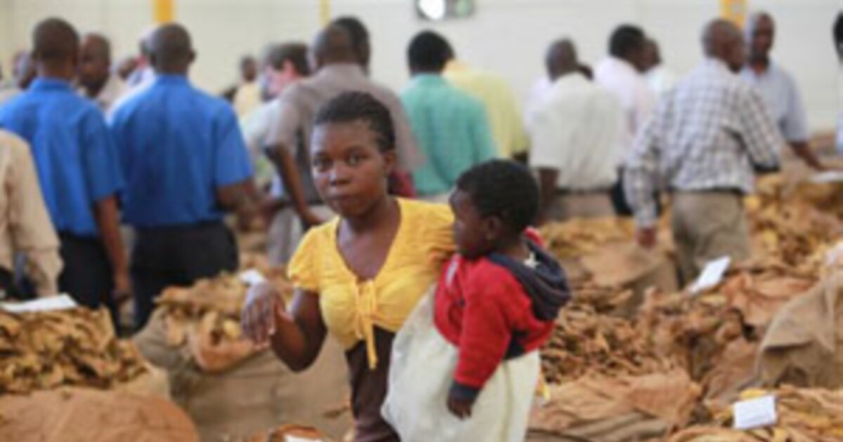 Tobacco Sales Generate $517 Million for Cash-Strapped Zimbabwe