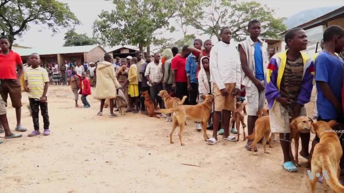 Tackling Rabies in Malawi, One Dog at a Time