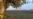 FILE - Cotton grows in Uzbekistan, Nov. 11, 2024.