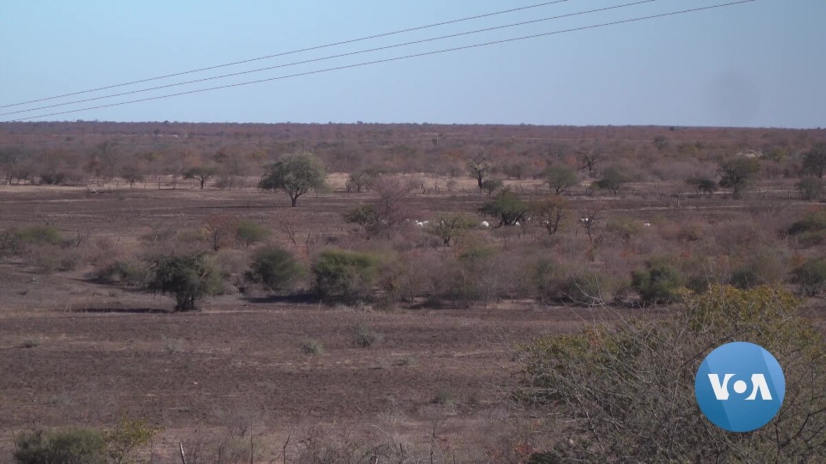 Botswana's Drought Makes Wasteland of Harvests, Livestock