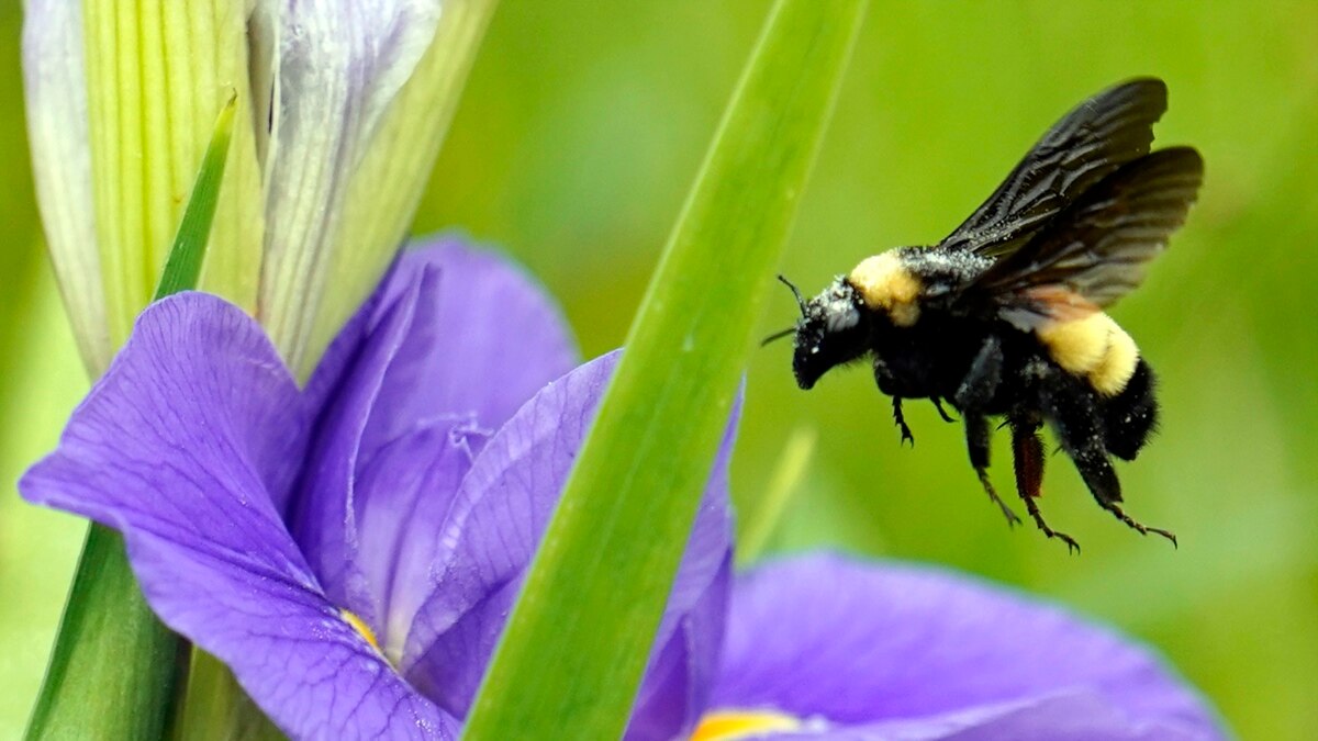 Bugged: Earth's Insect Population Shrinks 27% in 30 Years