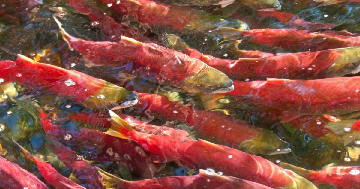 Mapping of Salmon Genome Could Aid Conservation Efforts