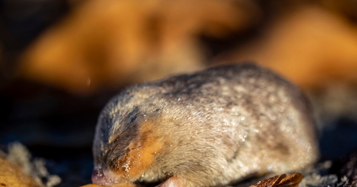 Researchers Rediscover Golden Mole After 80 Year Absence