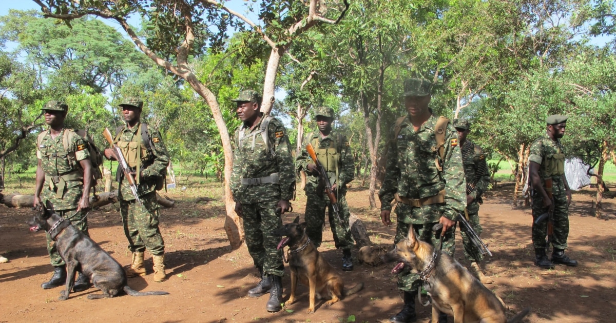 Ugandan Military Captures ADF Commander Responsible for Tourist Killings
