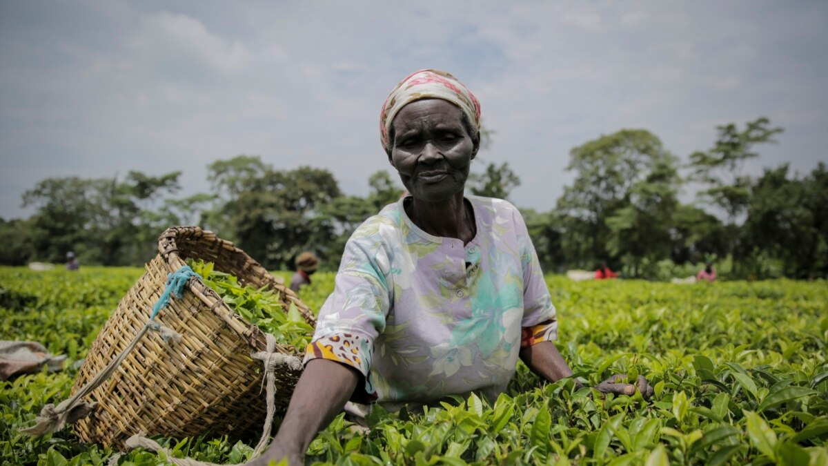 Protests Suspend Kenya Tea Company Operations