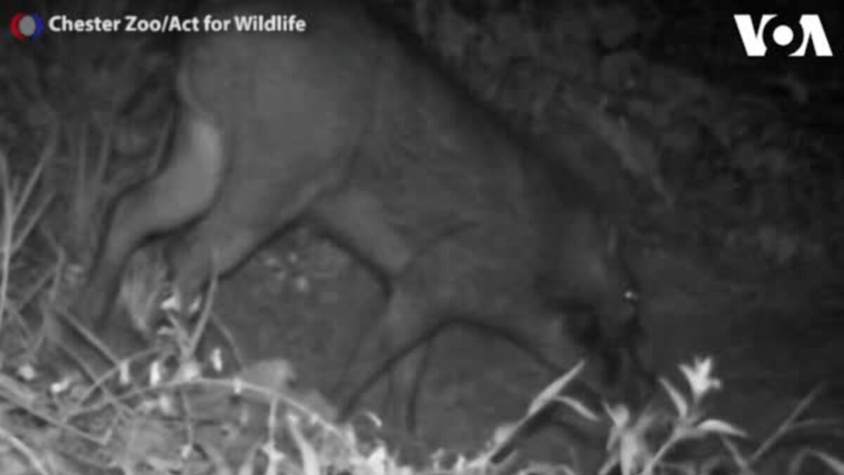 Peneliti Tangkap Gambar Langka Babi Kutil