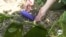 Dirt-powered sensors help farmers optimize their fields