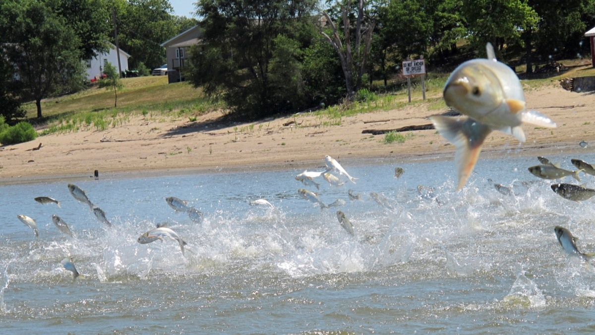 Bow Hunters Target Asian Carp for Sport on the Illinois River