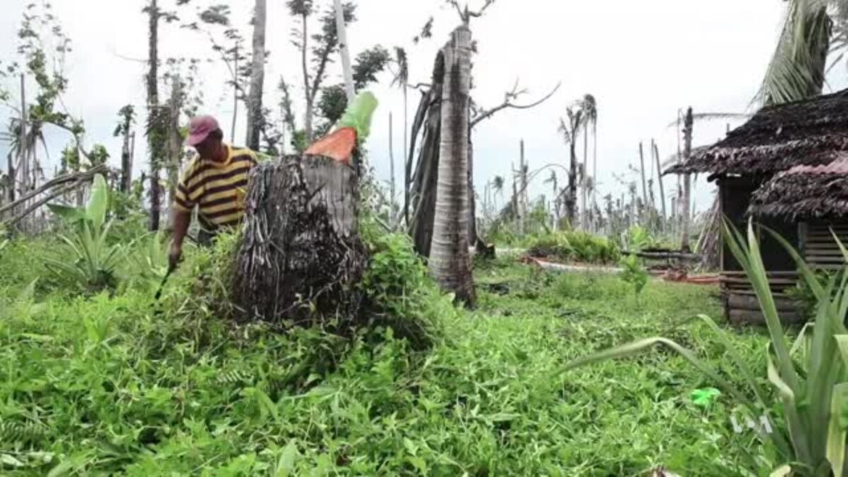 Philippines Coconut Industry Struggles to Recover After Typhoon
