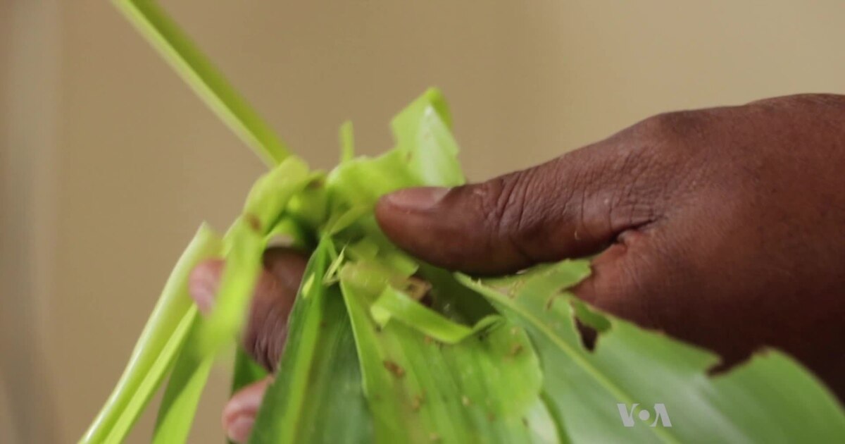 Ugandan Farmers Use Mobile Application to Fight Fall Armyworm