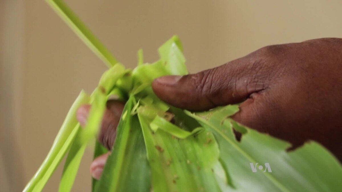 Ugandan Farmers Use Mobile Application to Fight Fall Armyworm
