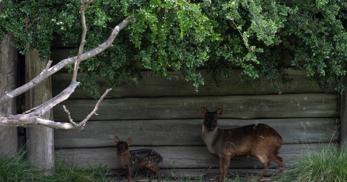 Rare Birth Gives Hope to Endangered Deer