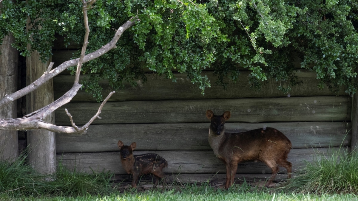 Rare Birth Gives Hope to Endangered Deer