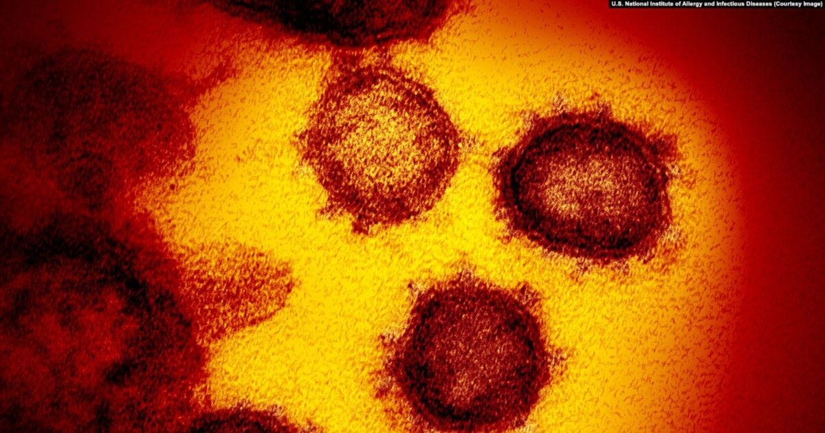 Smallpox Eradication 40 Years Ago Has Parallels With Coronavirus Pandemic