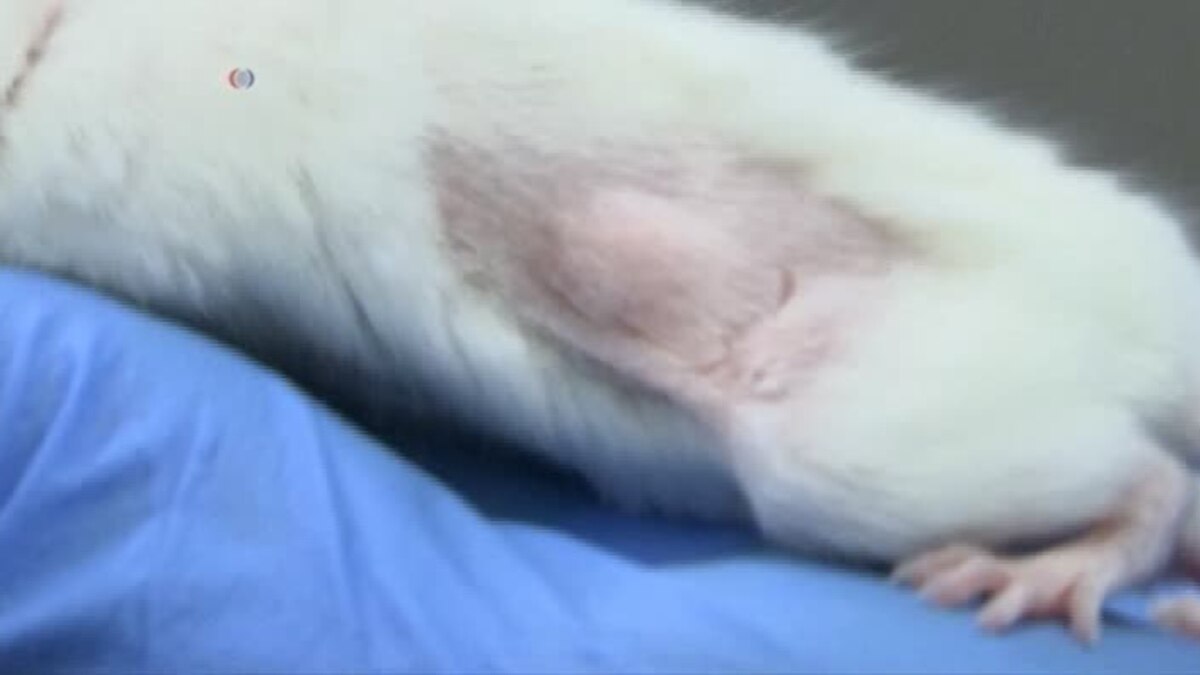 Mice Help Find the Right Chemotherapy Treatment for Cancer Patients