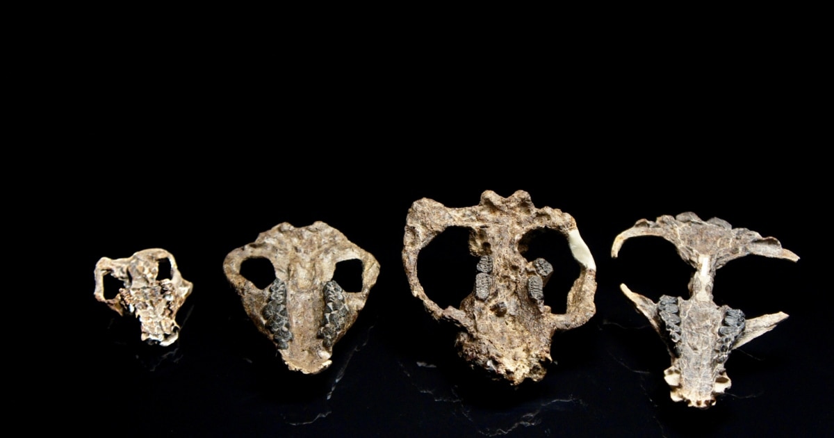 Post-apocalyptic Fossils Show Rise of Mammals After Dinosaur Demise