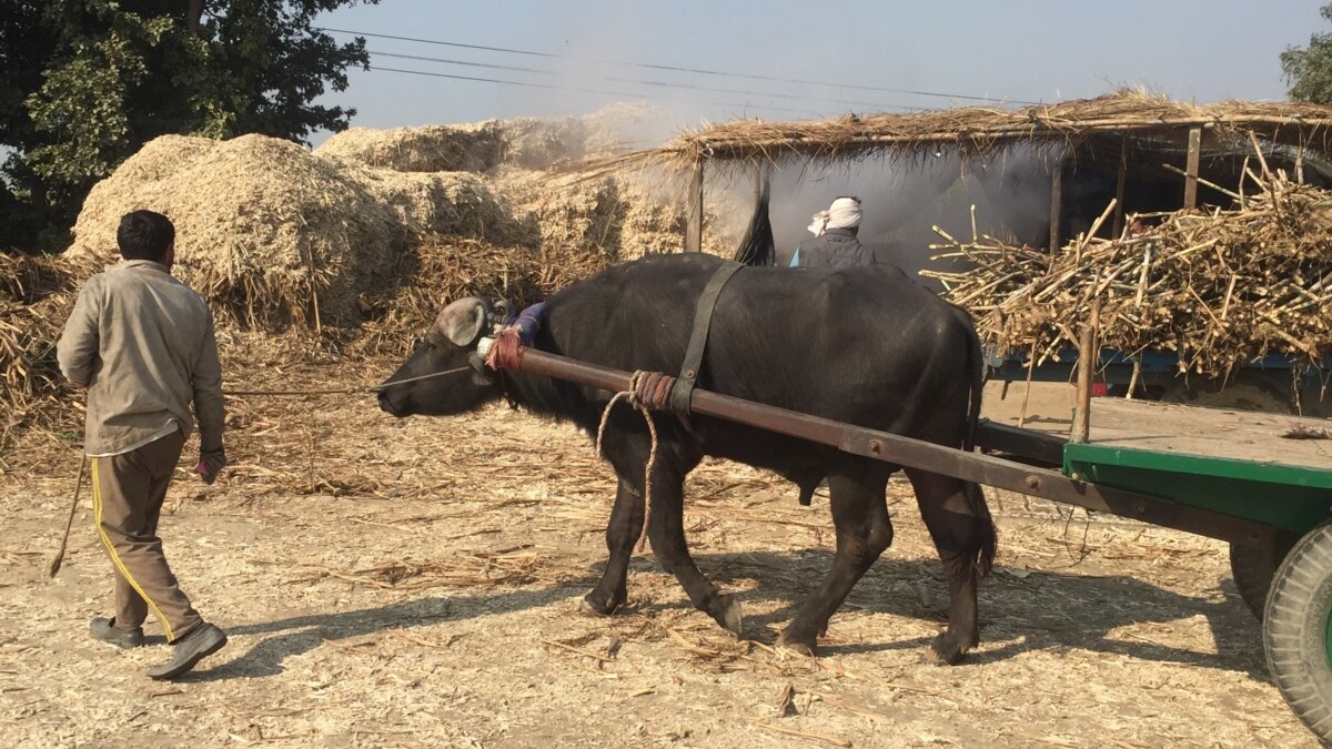 India’s Farmers Threatened by Swelling Numbers of Stray Cows