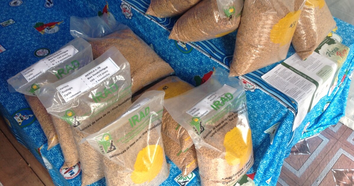Cameroon Researchers Develop New Rice Variety