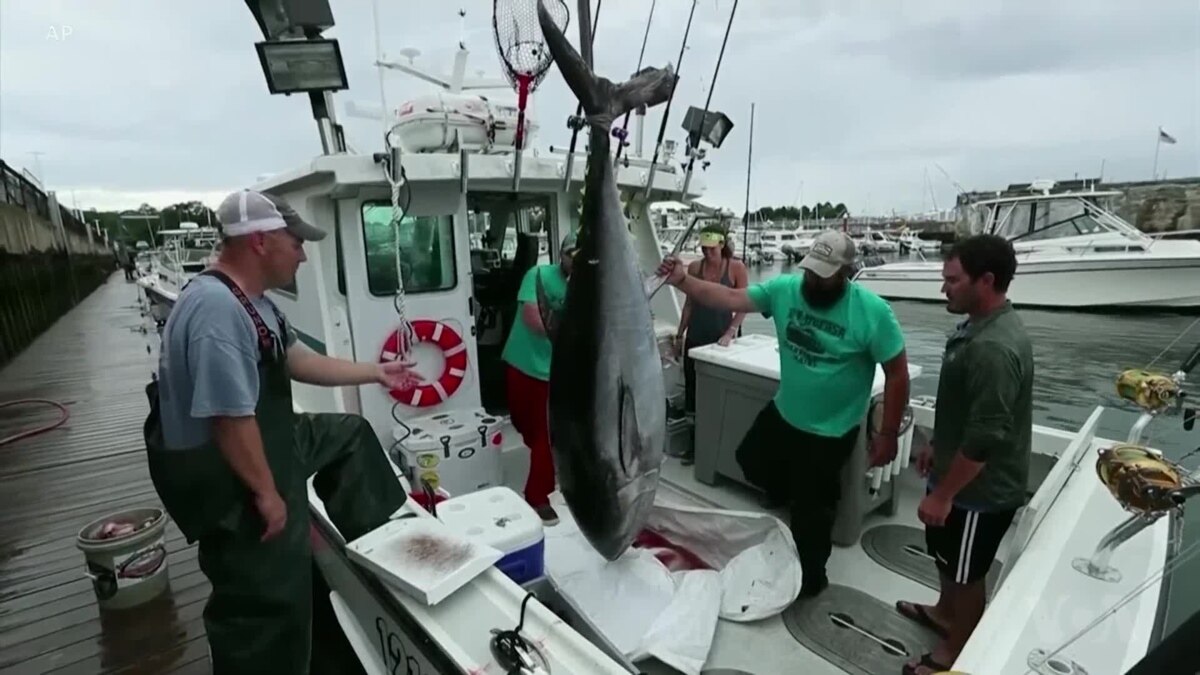 A Controversial Comeback for a Highly Prized Fish