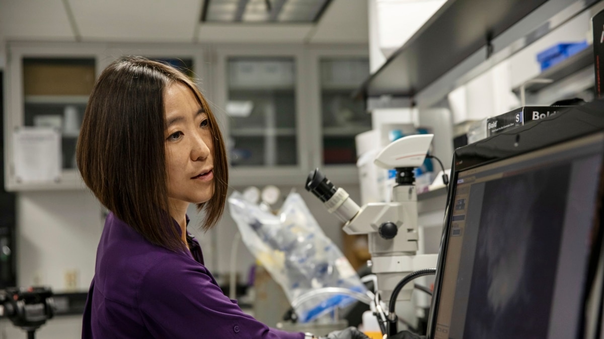 Researchers Study Spiders’ Silks to Make New Materials