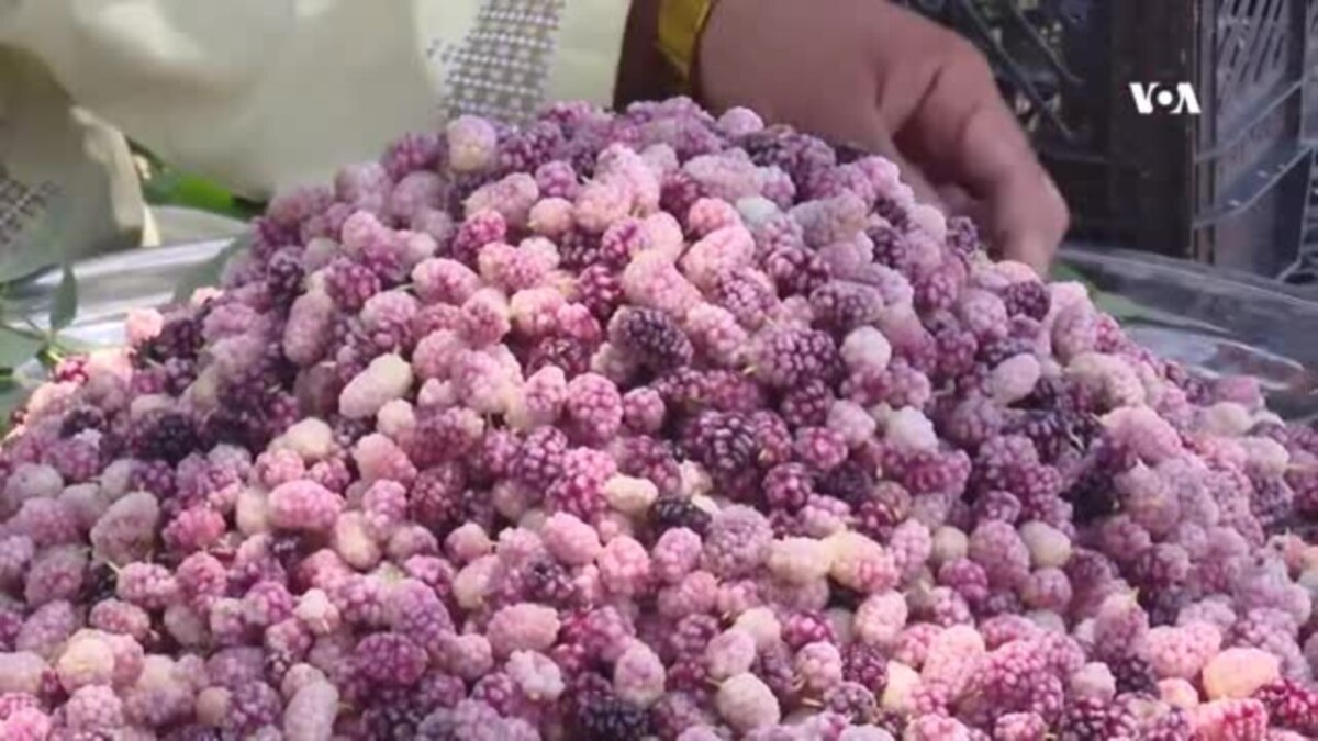 د کندهار تازه توت