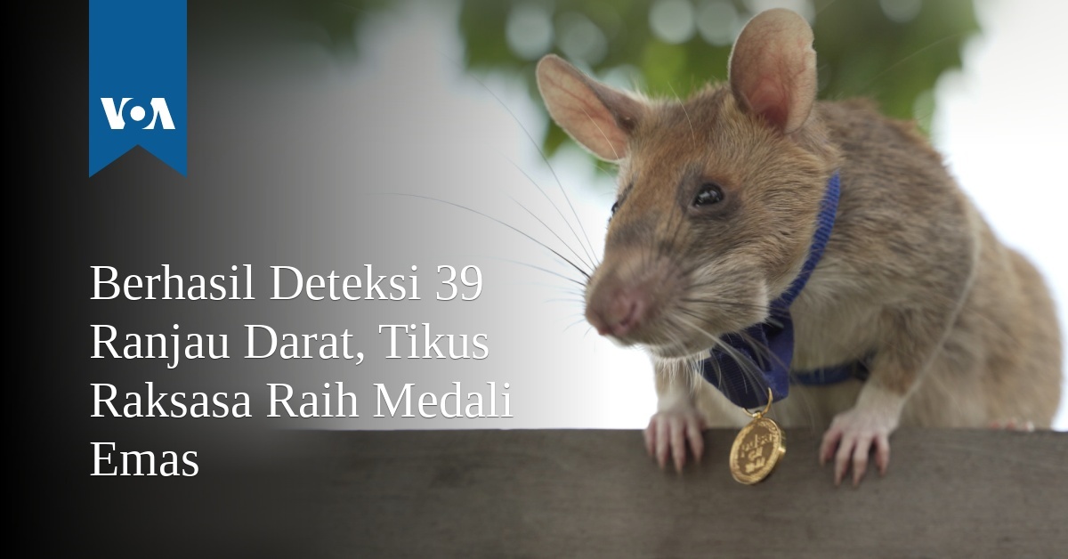 Deteksi 39 Ranjau Darat, Tikus Raksasa Dianugerahi Medali Emas