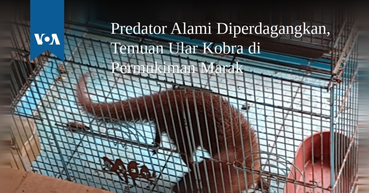 Predator Alami Diperdagangkan, Temuan Ular Kobra di Permukiman Marak